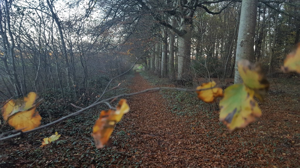 Turning people into trees – Mindfulbalance